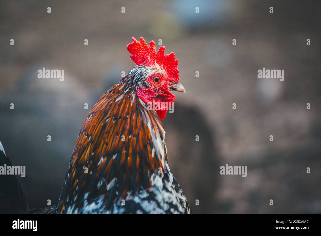 Stoapiperl (Steinhendl) rooster, an endangered aboriginal chicken breed ...
