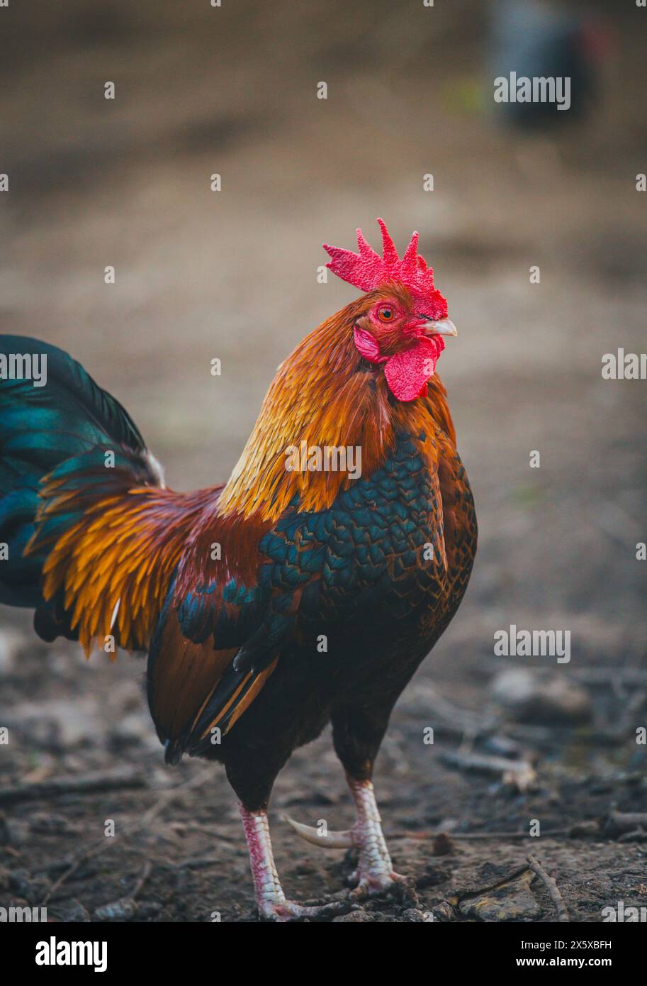 Stoapiperl (Steinhendl) rooster, an endangered aboriginal chicken breed ...