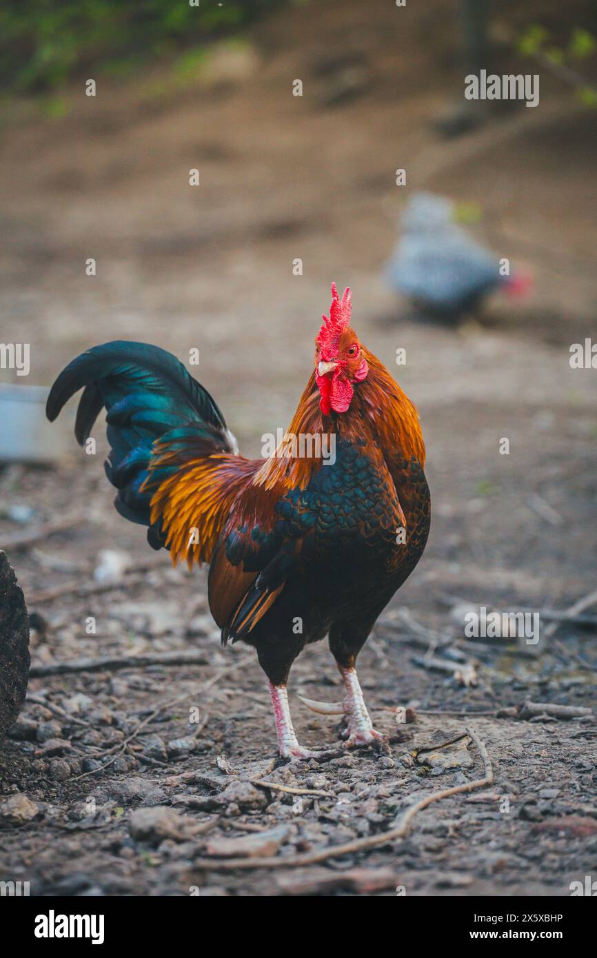 Stoapiperl (Steinhendl) rooster, an endangered aboriginal chicken breed ...