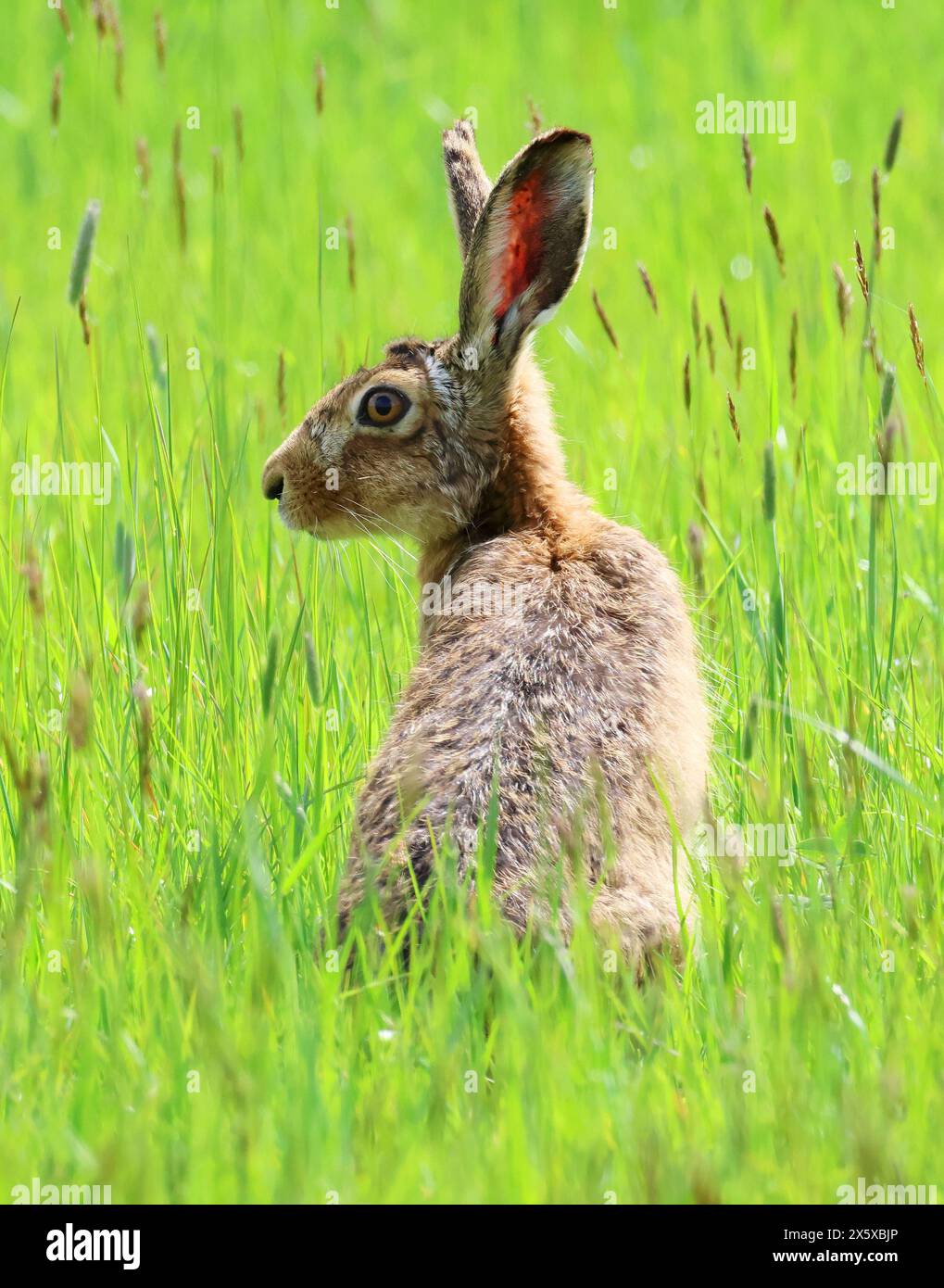 A Brown Hare (Lepus europaeus) in the Cotswold Hills Gloucestershire UK Stock Photo - Alamy