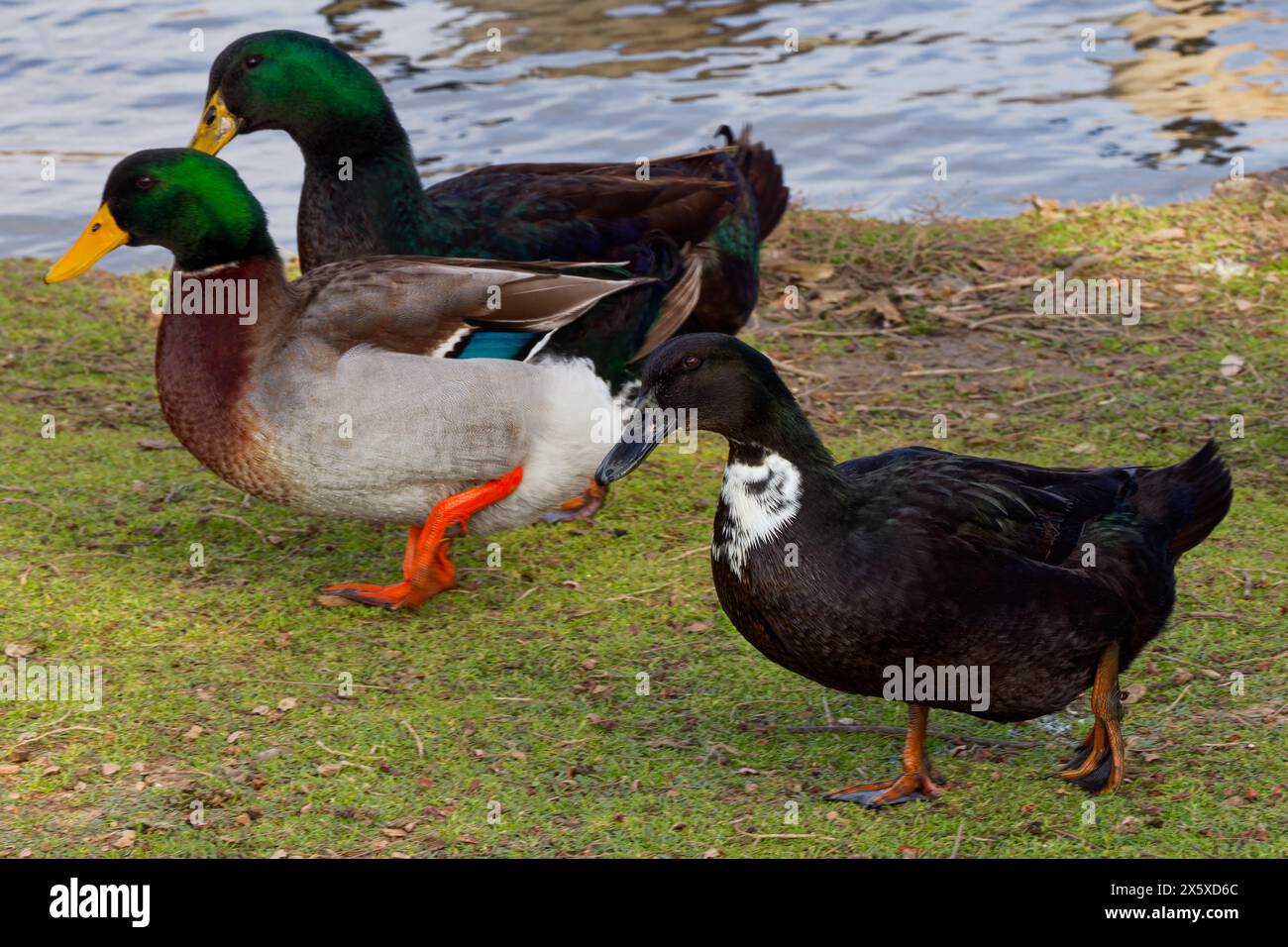 Beautiful wetland animals hi-res stock photography and images - Alamy
