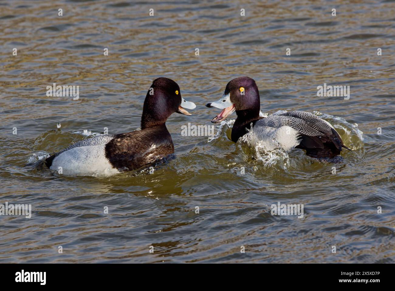 This photograph captures two Lesser Scaups (Male) on a winter morning ...