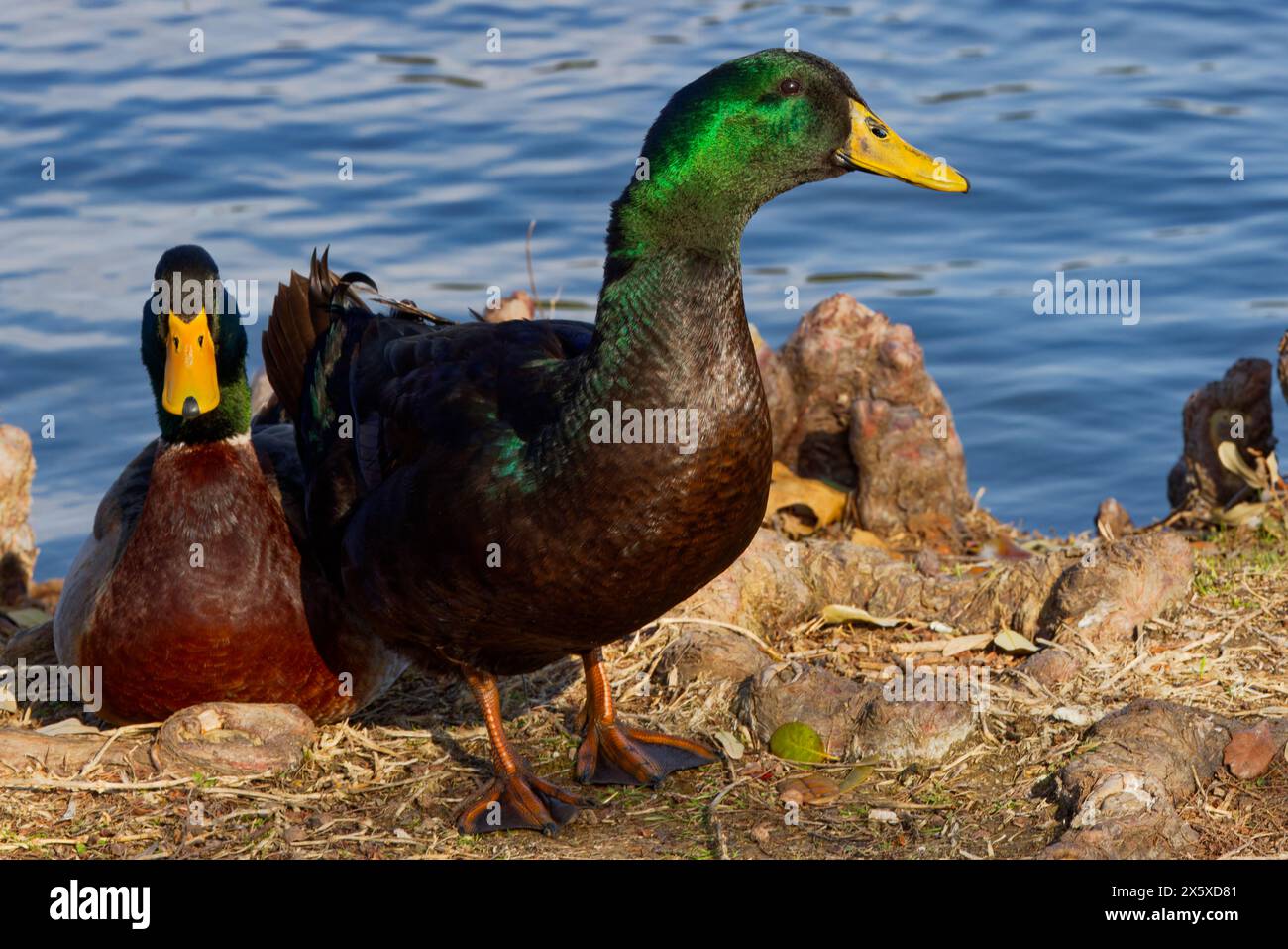 Beautiful wetland animals hi-res stock photography and images - Alamy
