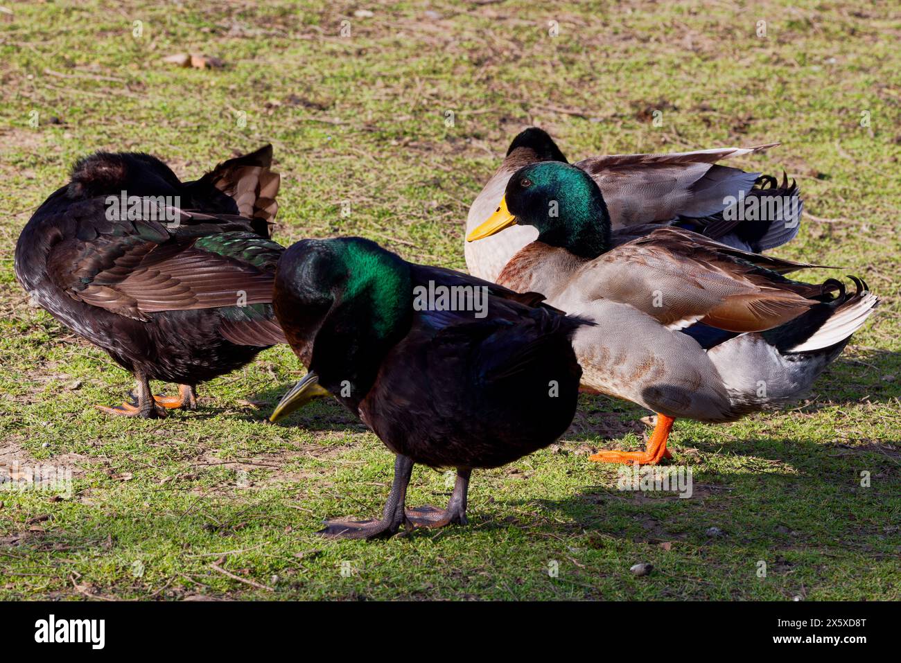 Beautiful wetland animals hi-res stock photography and images - Alamy