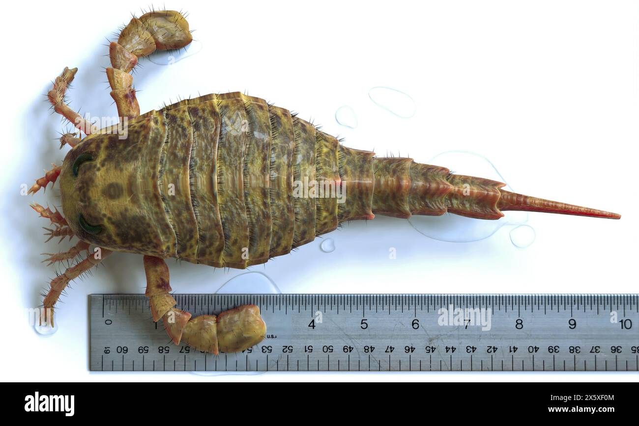 Eurypterid hi-res stock photography and images - Alamy