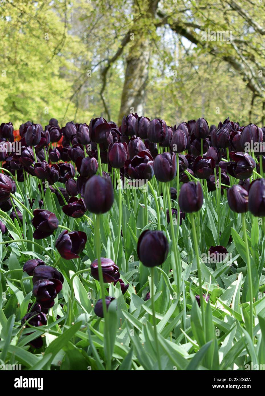 Van gogh fields night hi-res stock photography and images - Alamy