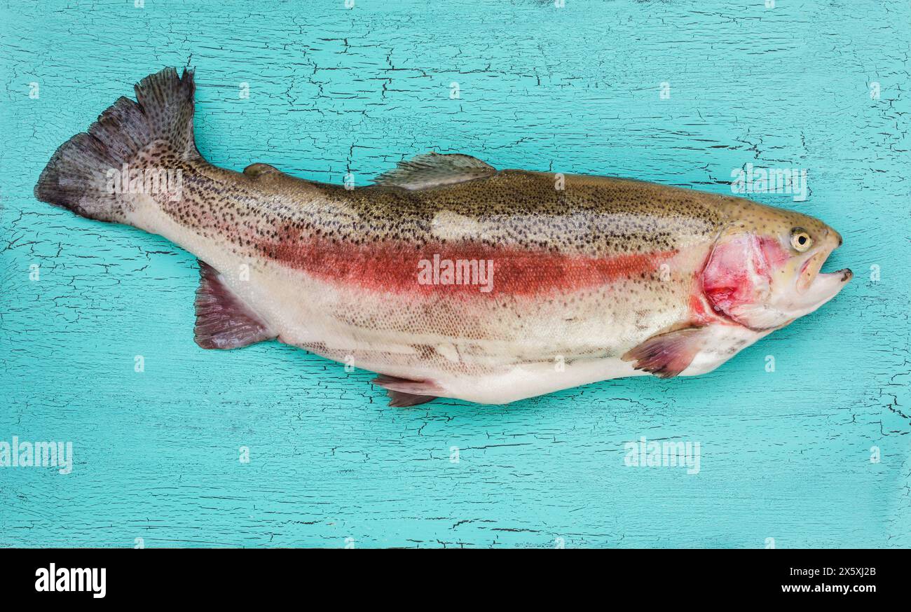 Blue trout fish hi-res stock photography and images - Alamy