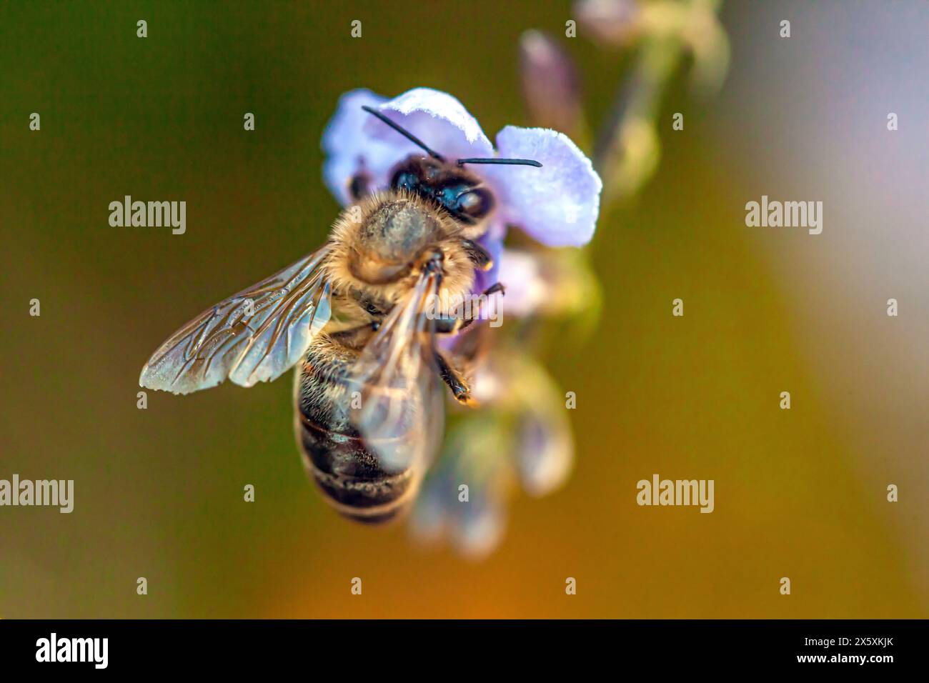spanish honey bee sipping on a wild flower Stock Photo - Alamy