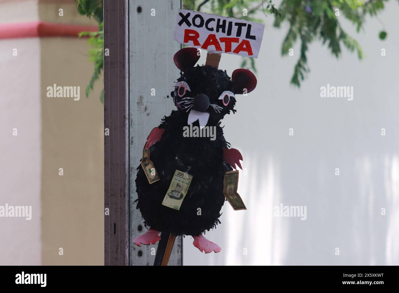 A rat whit the message ‘Xochitl Rat' is seen during a political rally ...
