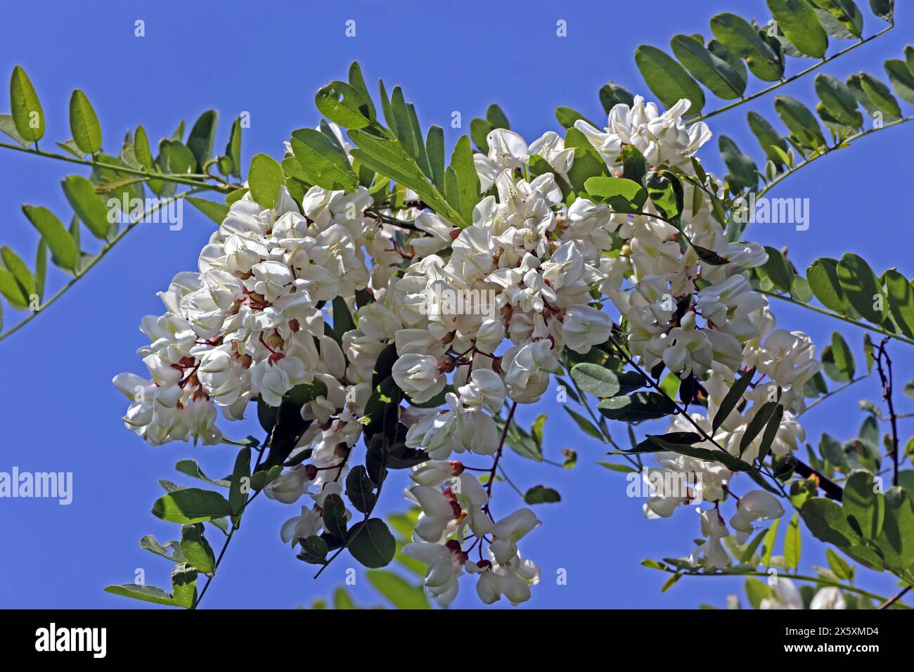Laubgehölze zur Blütezeit Blütezeit der Scheinakazie, auch Robinie ...