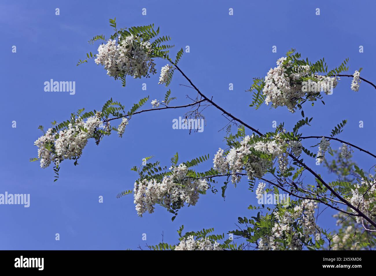 Laubgehölze zur Blütezeit Blütezeit der Scheinakazie, auch Robinie ...
