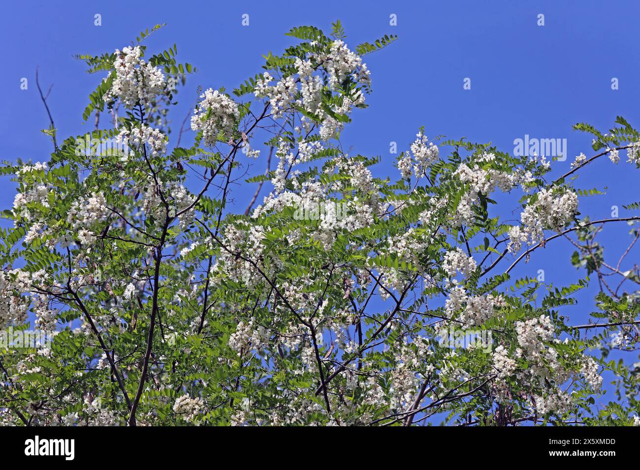 Laubgehölze zur Blütezeit Blütezeit der Scheinakazie, auch Robinie ...