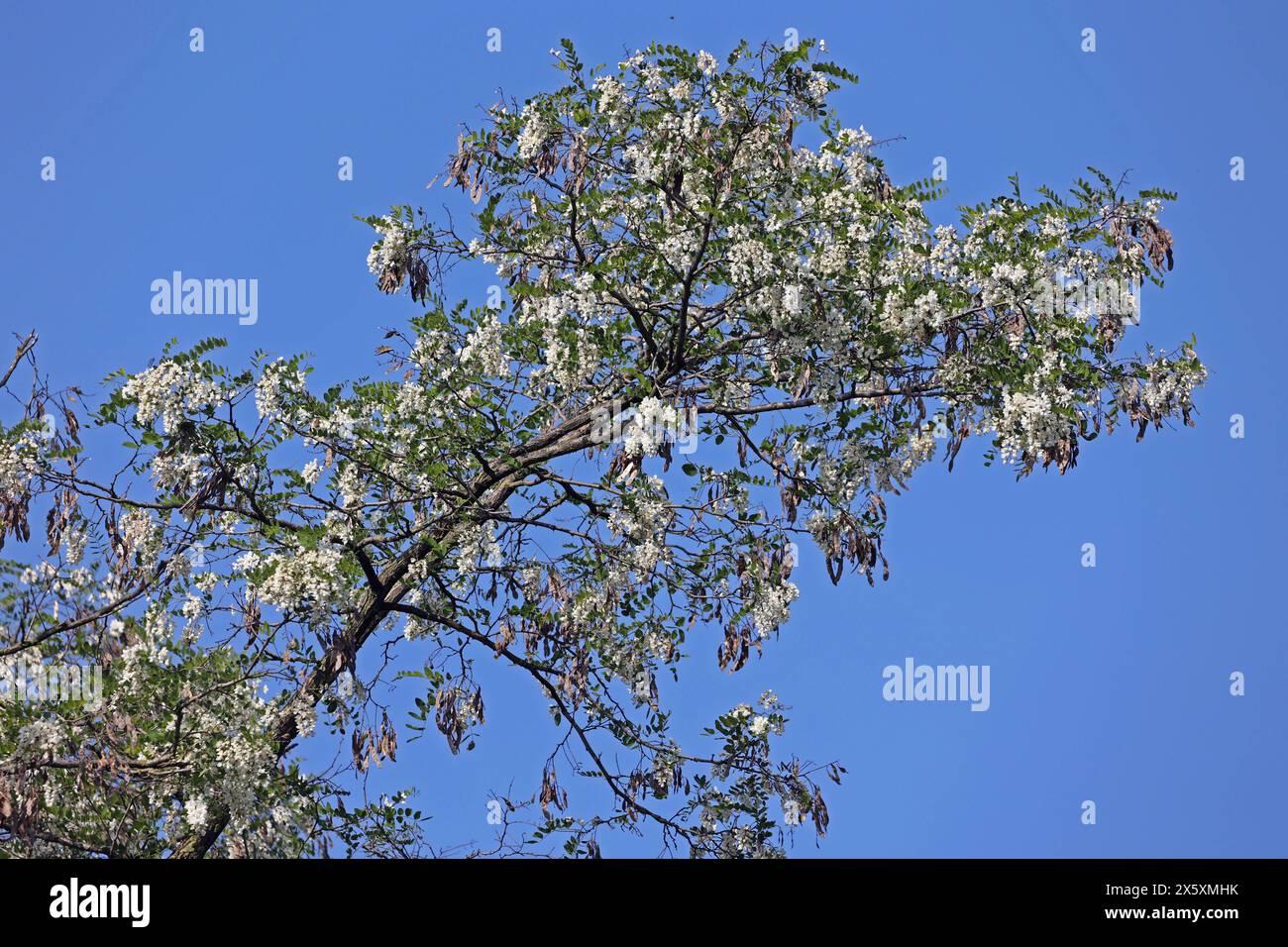 Robinie pseudoacacia baum hi-res stock photography and images - Alamy
