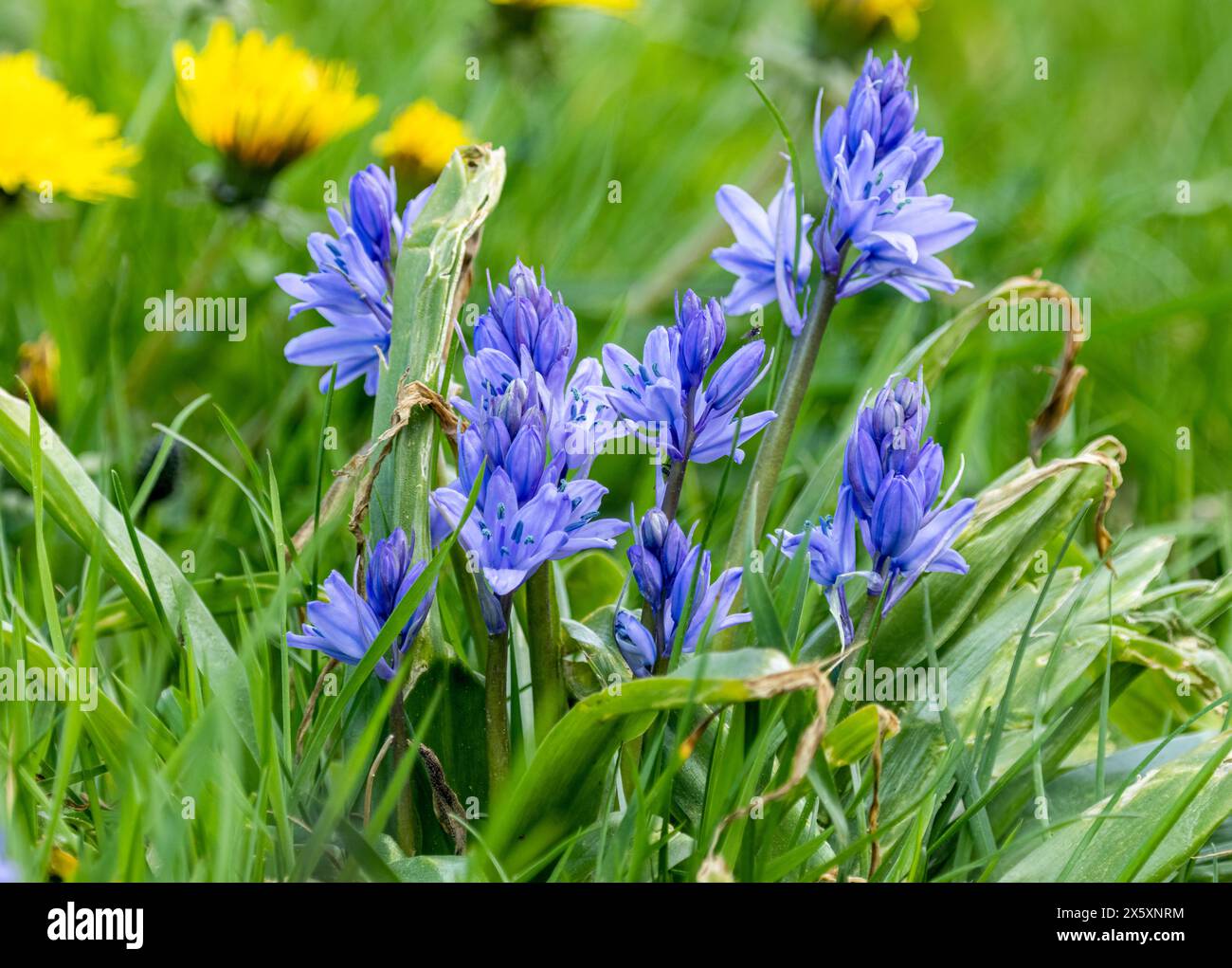 Wild scottish spring flowers hi-res stock photography and images - Alamy