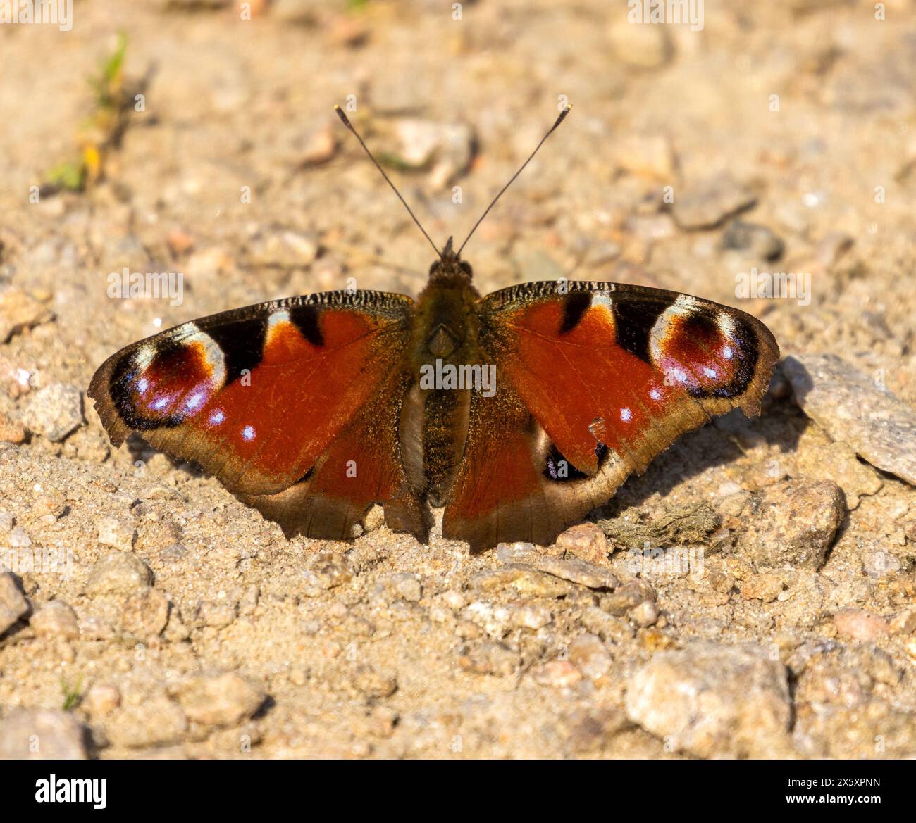 Beautiful markings on European peacock Butterly with wings spread in ...