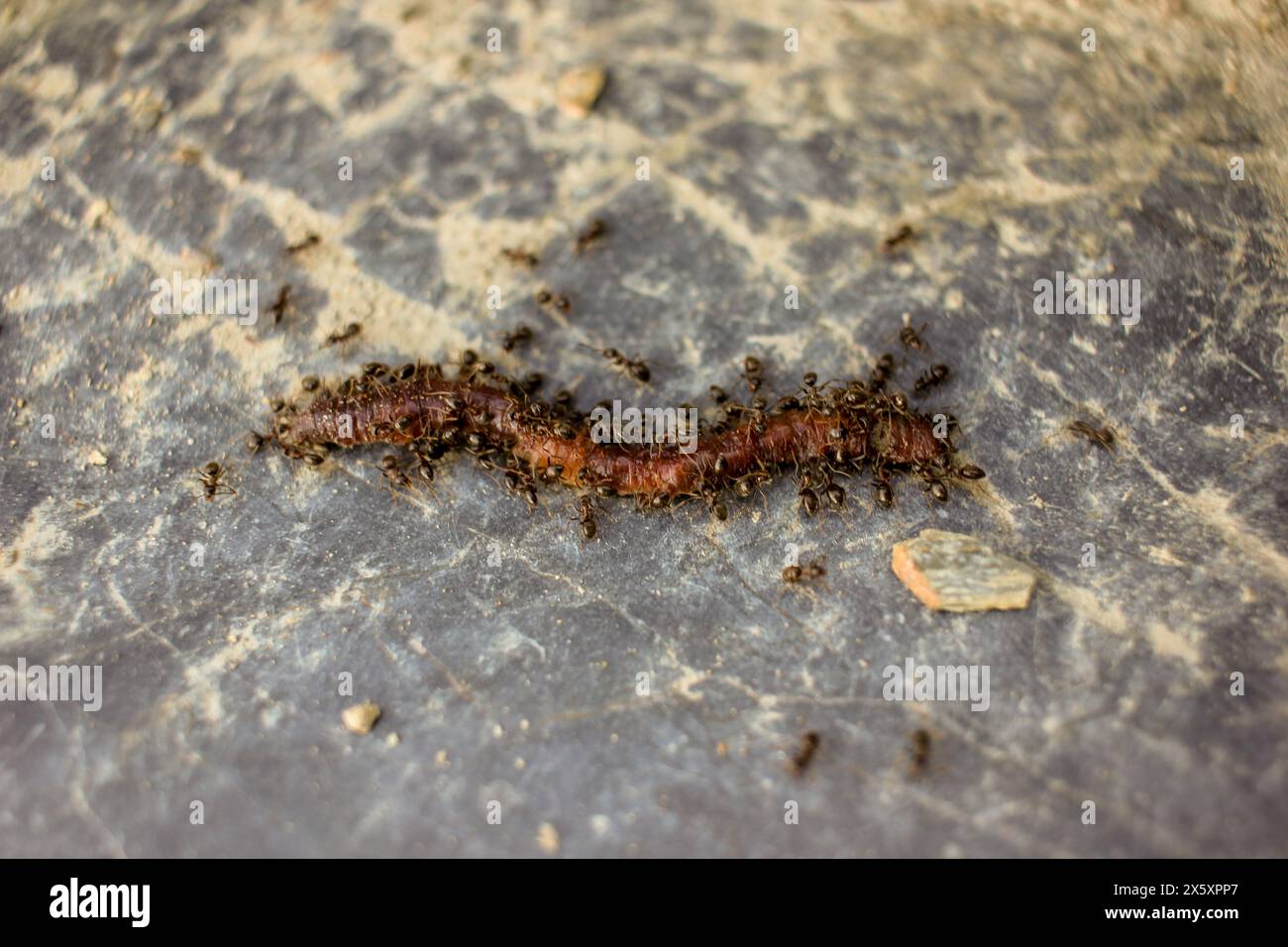 an army of ants killing an earthworm Stock Photo - Alamy