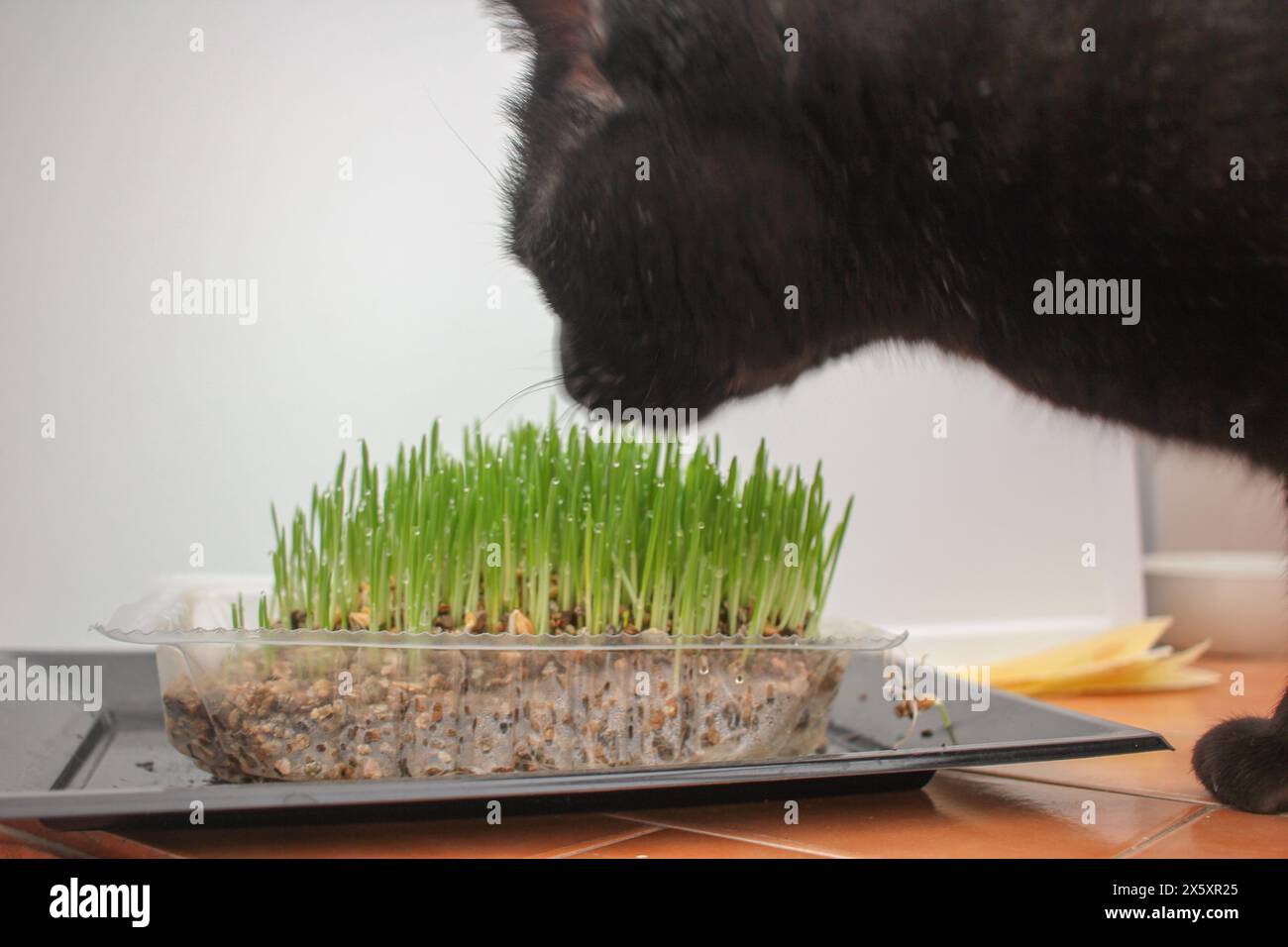 Young cat eating home hi-res stock photography and images - Alamy