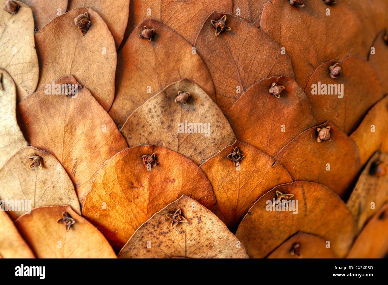 natural texture of aligned scales pattern dry leaves, gradient natural ...