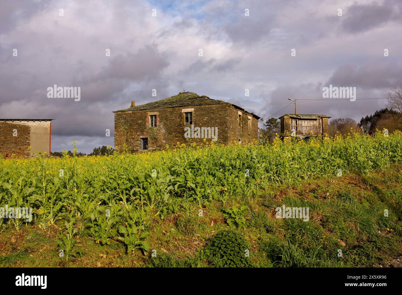 Old turnips hi-res stock photography and images - Alamy