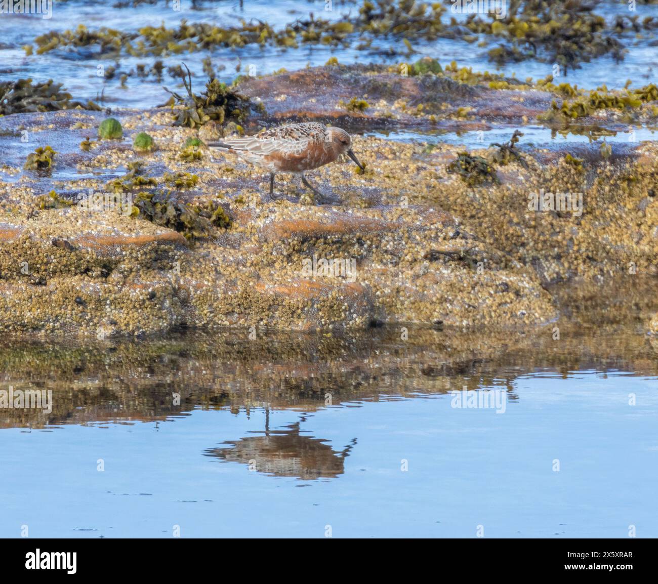Red knot wading birds in rock pools some with in breeding plumage Stock ...