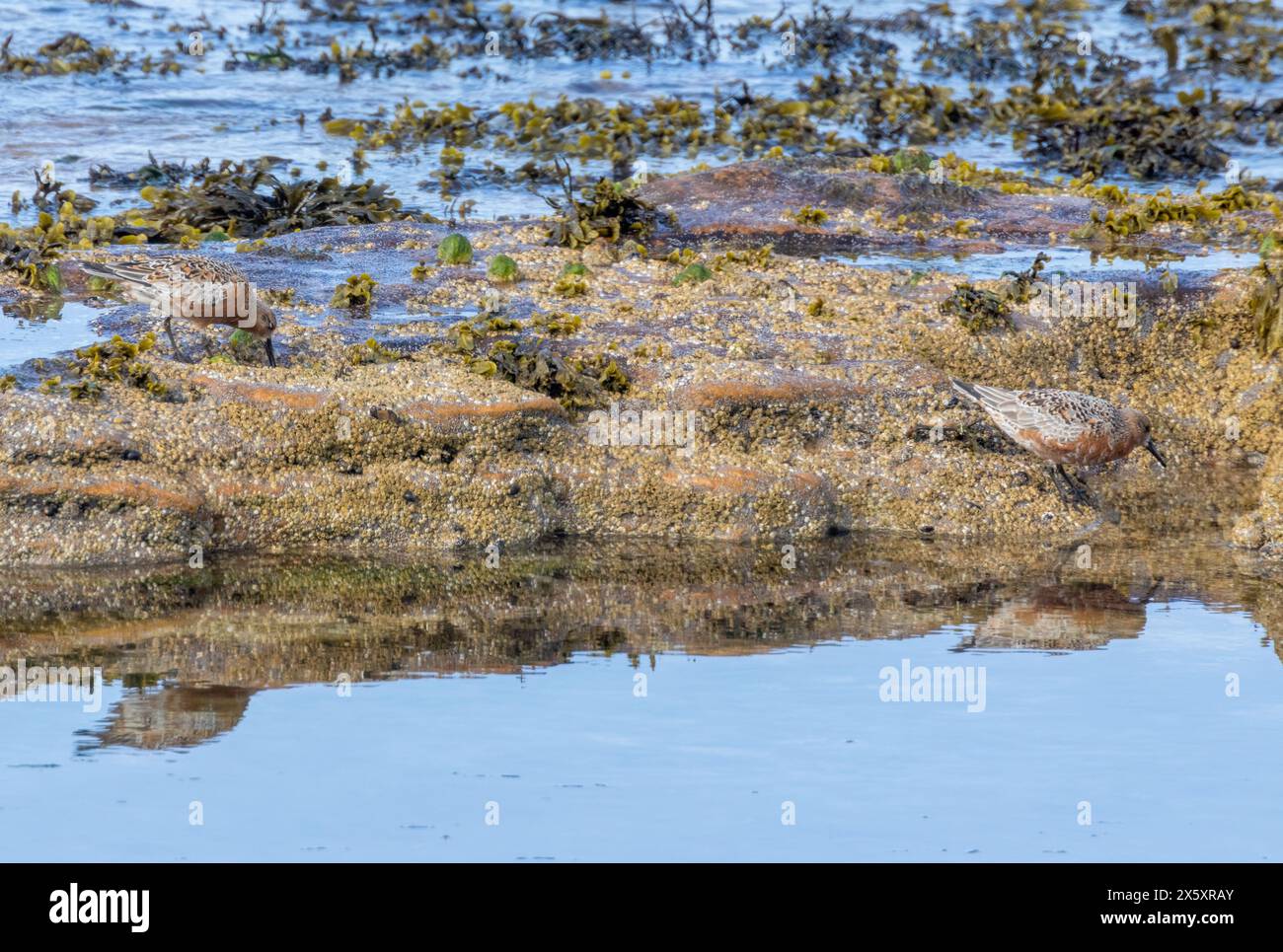 Red knot wading birds in rock pools some with in breeding plumage Stock ...