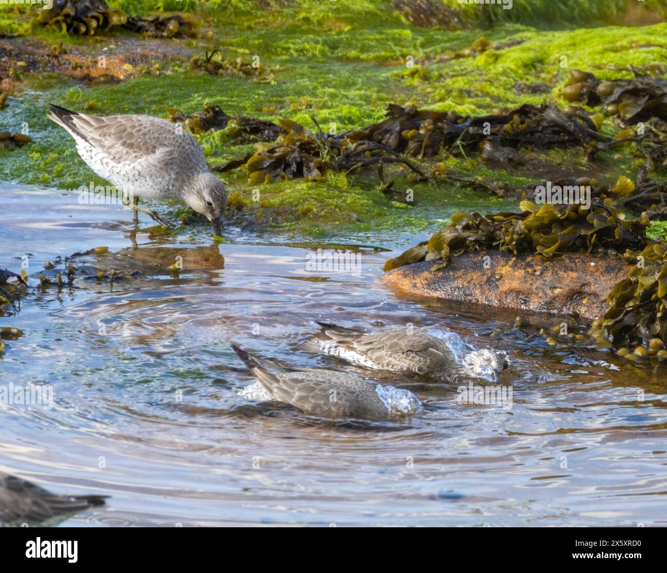Flock of knot wading birds on the rocks on the coast by the sea Stock ...