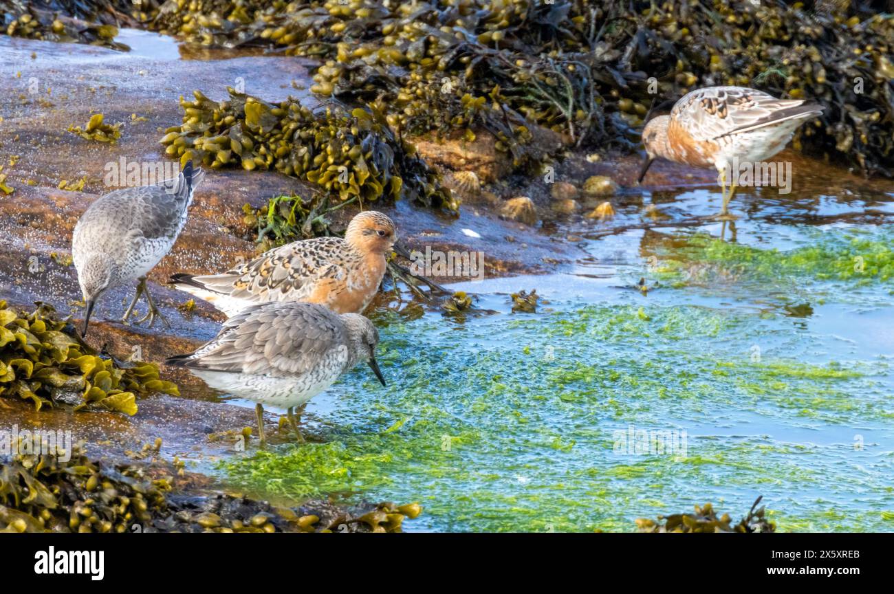 Red knot wading birds in rock pools some with in breeding plumage Stock ...