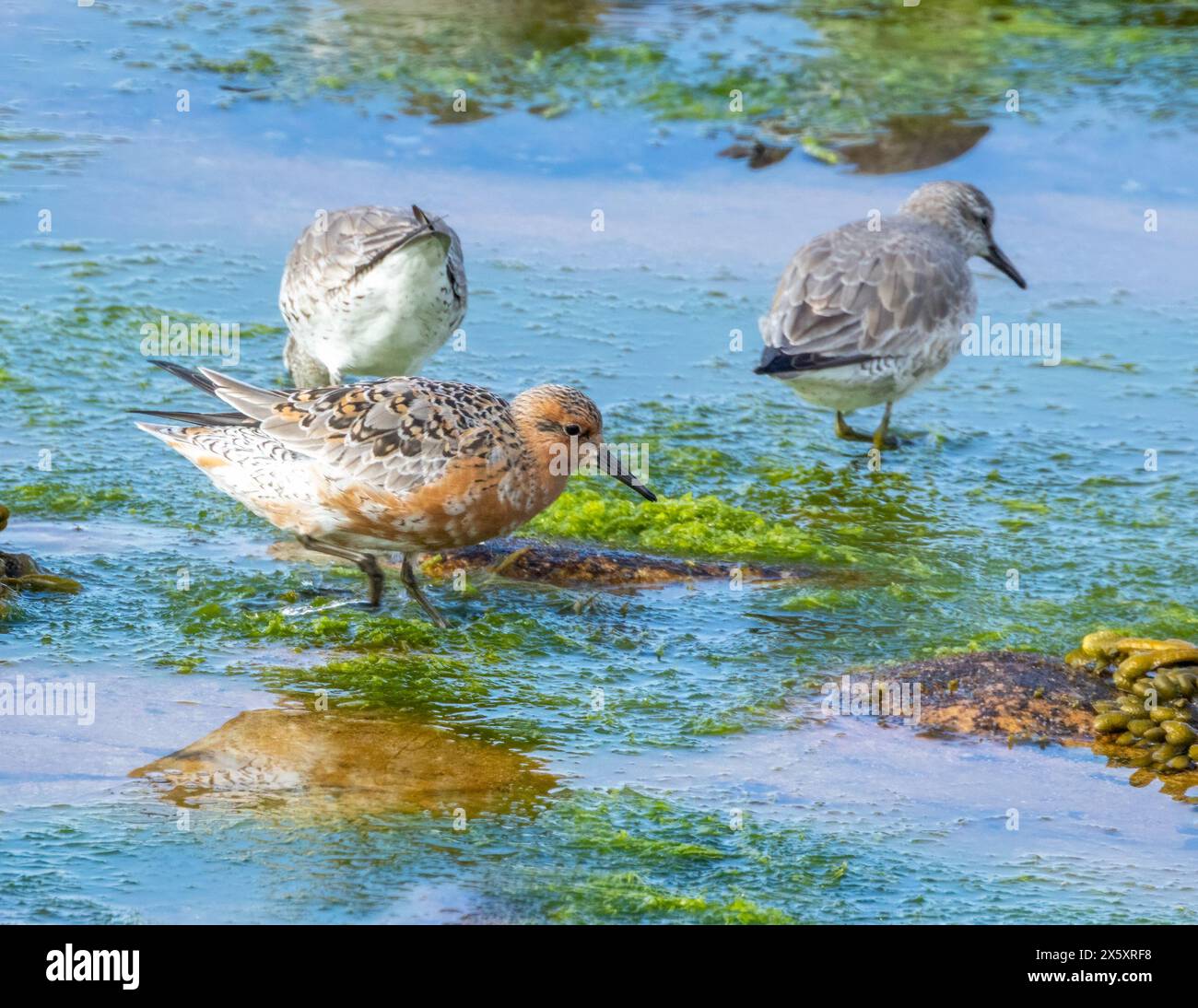 Red knot wading birds in rock pools some with in breeding plumage Stock ...