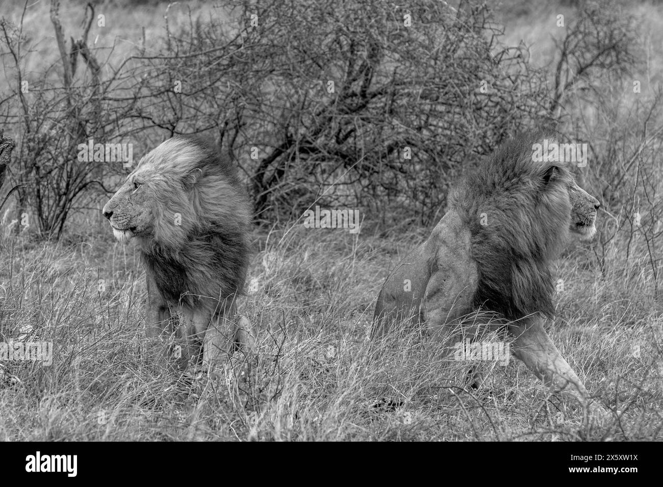 Pair of Male lions buffeted by storm winds drying out after rain Stock ...