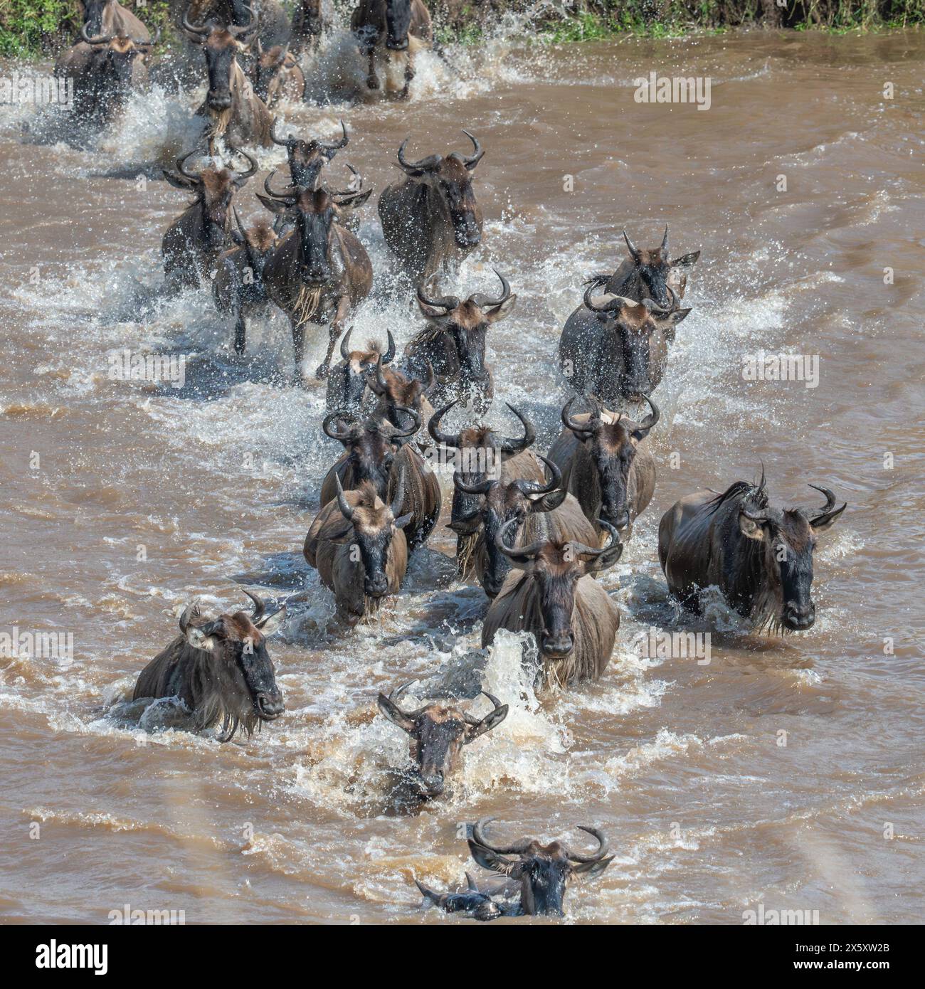Gnu crossing the Mara river - Tanzania Stock Photo - Alamy