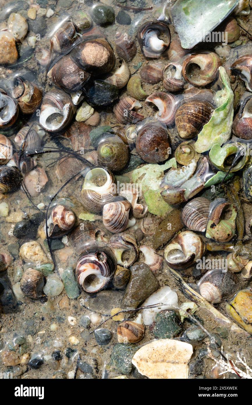 Barnacle predation hi-res stock photography and images - Alamy