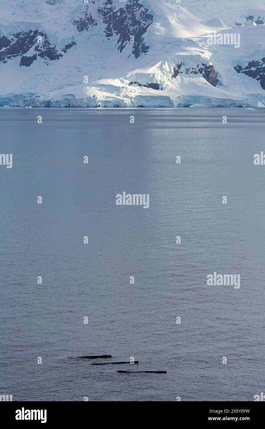 Humpback whales logging,Charlotte Bay, Antarctic Peninsula, Antarctica ...