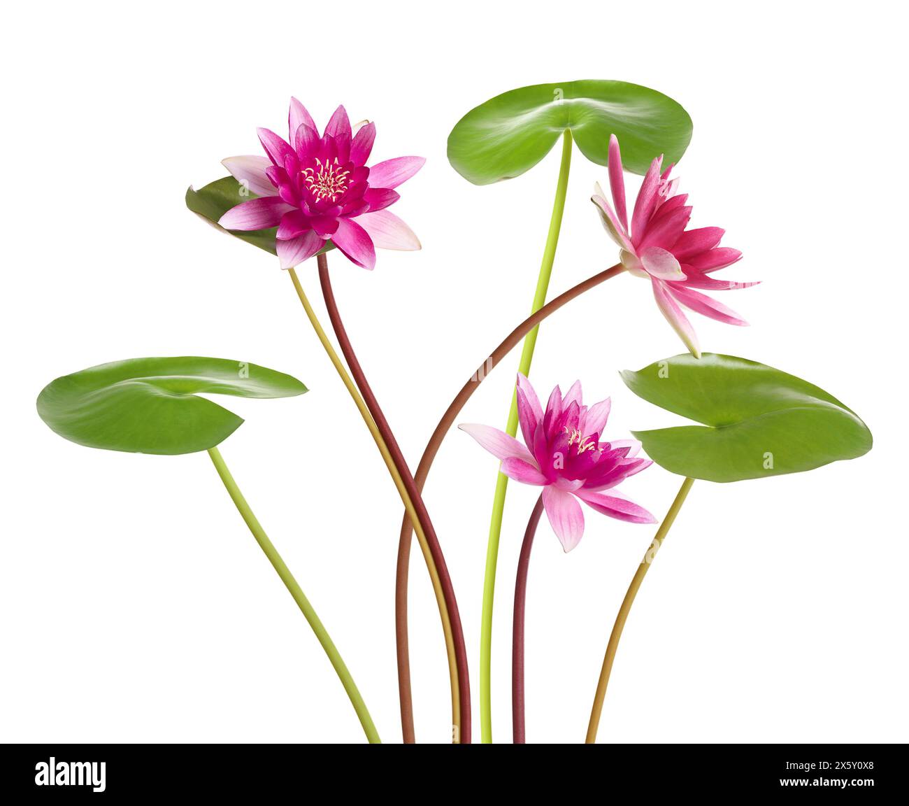 Pink lotus flowers with long stems isolated on white Stock Photo - Alamy