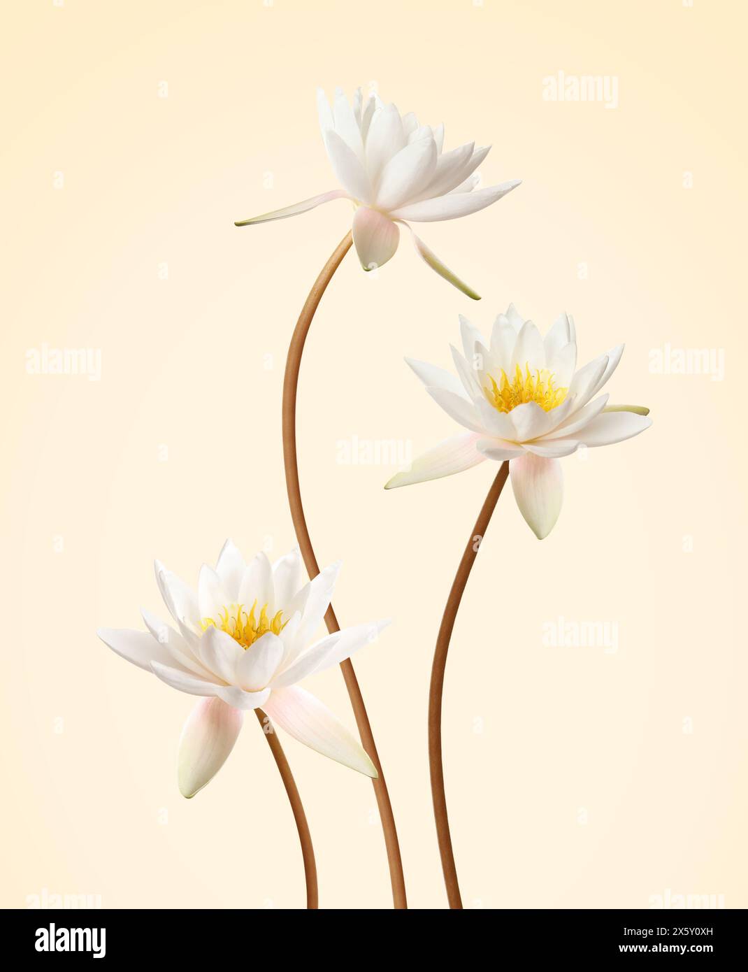 Beautiful lotus flowers with long stems on beige background Stock Photo ...