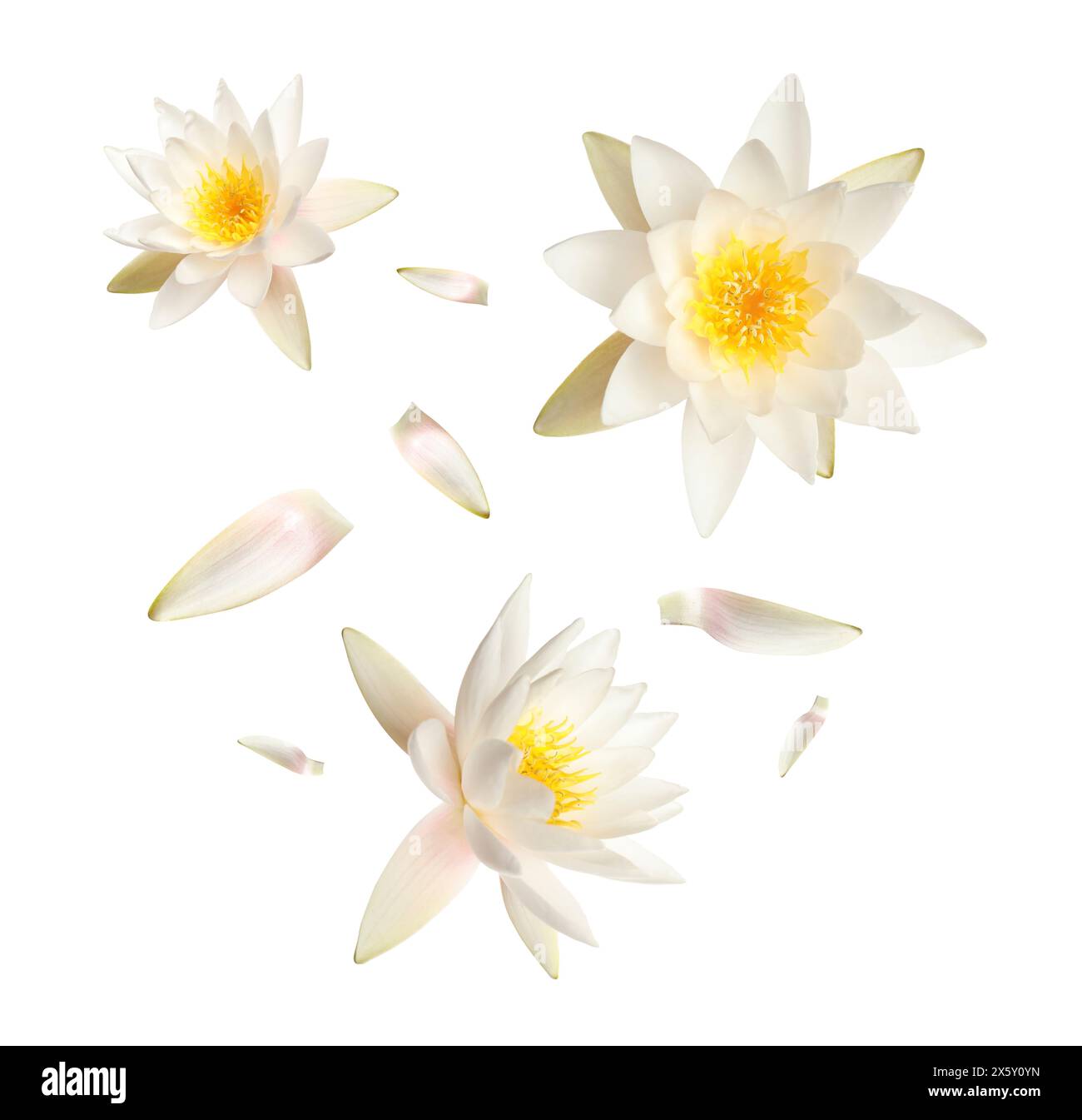 Beautiful lotus flowers and petals flying on white background Stock ...