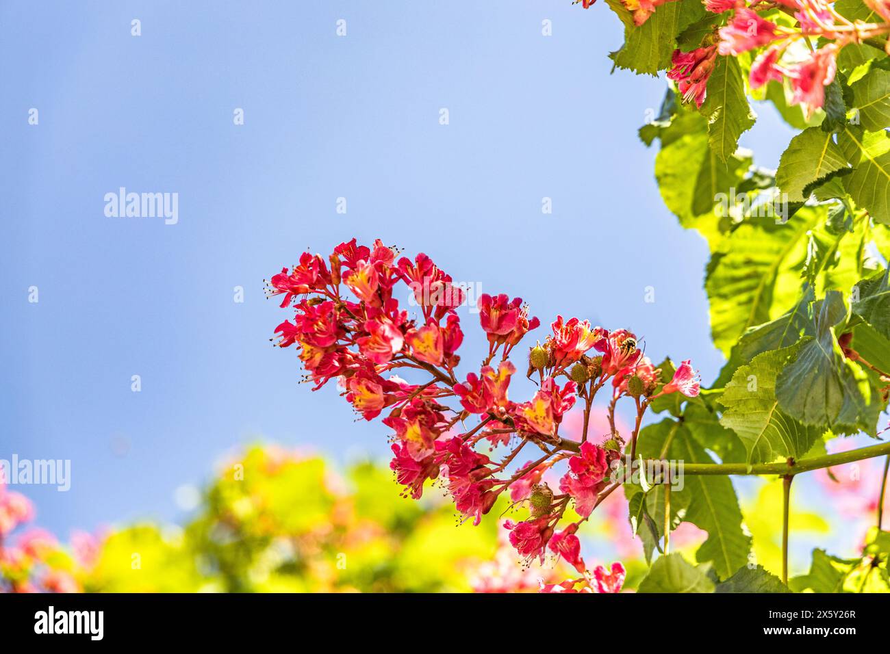 Cornus walteri, also called Walter's dogwood. Herbalist gathering ...
