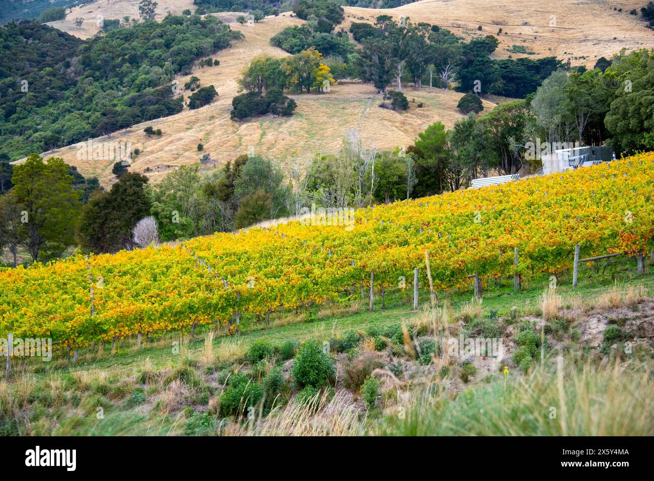 Pinot Noir and Riesling Vineyard in Canterbury - New Zealand Stock ...