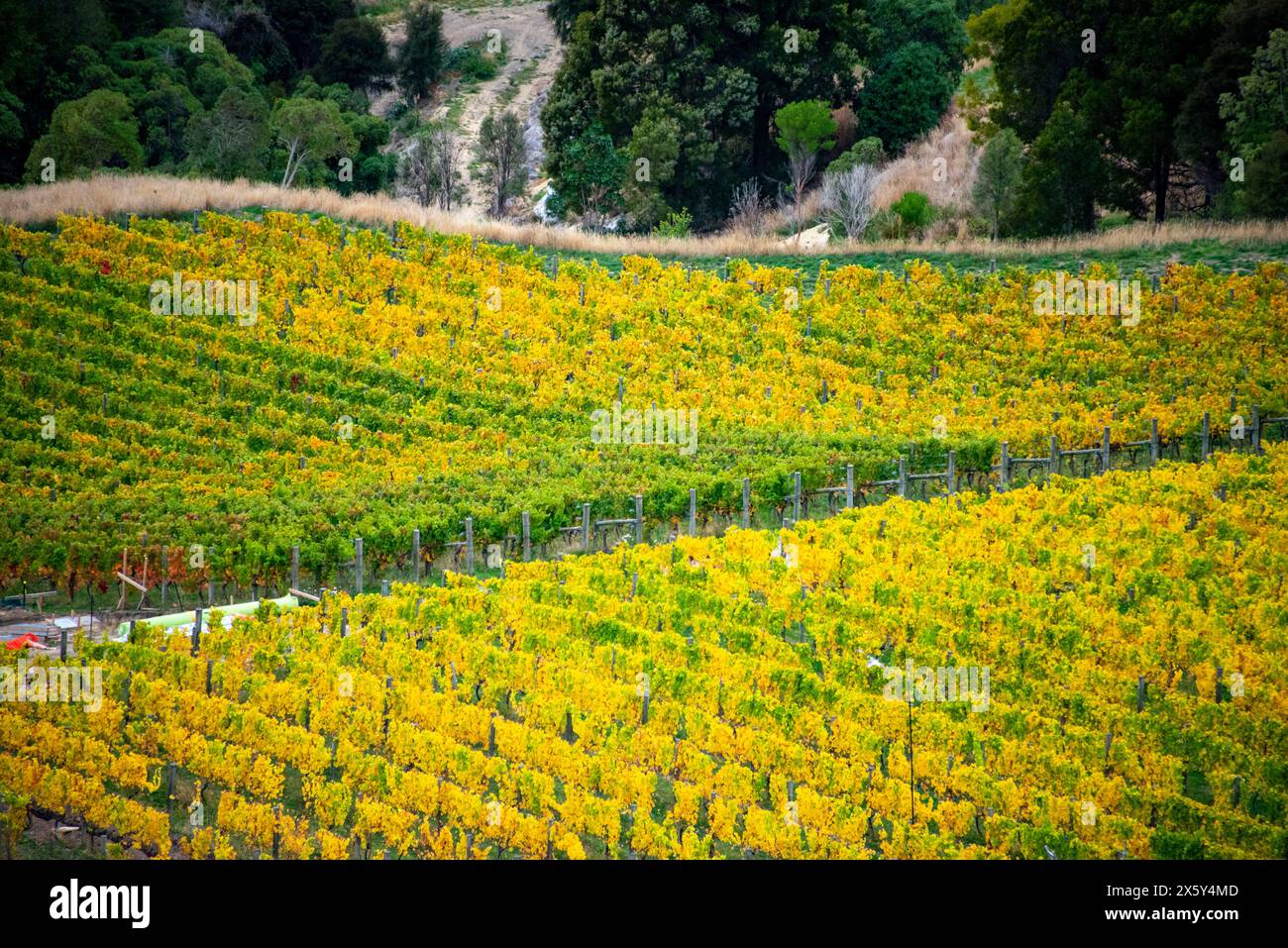 Pinot Noir and Riesling Vineyard in Canterbury - New Zealand Stock ...