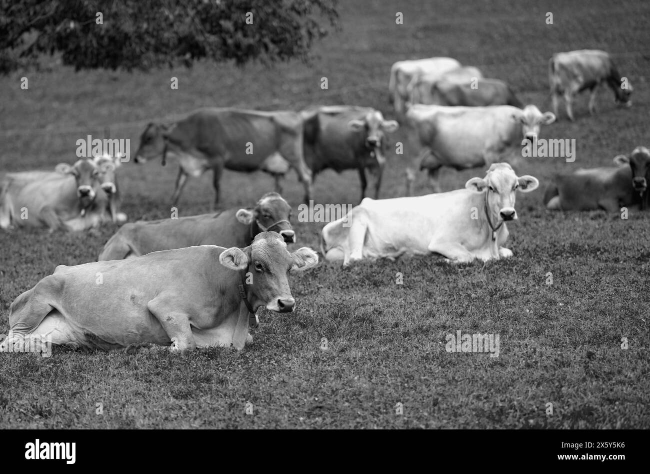 Herd cows in mountain pastures Black and White Stock Photos & Images ...