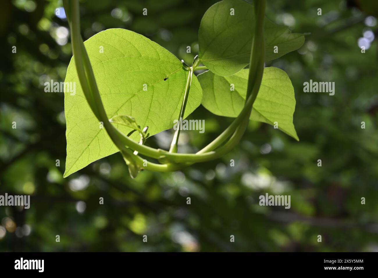 Low angle view of a winged bean vine leaflet with a tiny bug sitting on ...