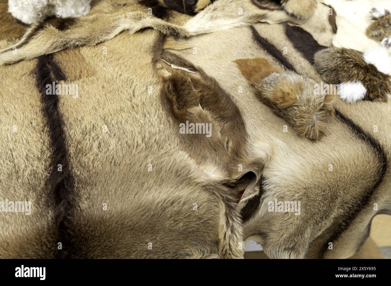 Detail of tanned animal skin, clothing for the cold and winter Stock ...