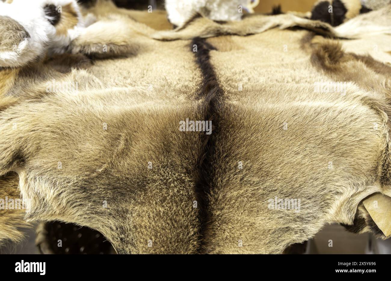 Detail of tanned animal skin, clothing for the cold and winter Stock ...
