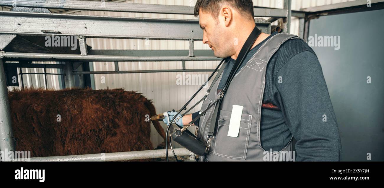 veterinarian is seen providing necessary injection to dairy cattle ...