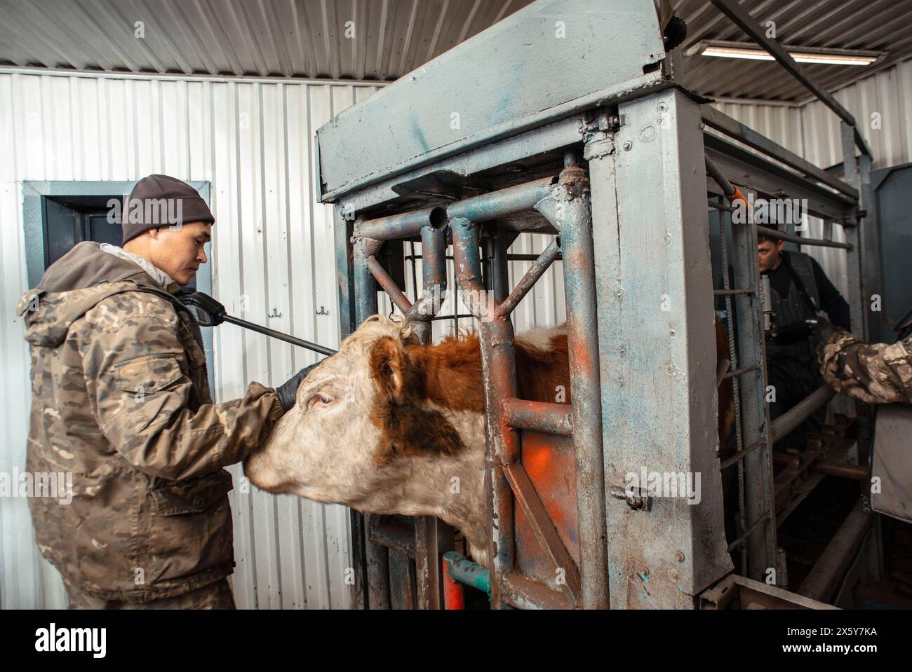 farmer, equipped with scanner, interacts with cattle in setting that ...