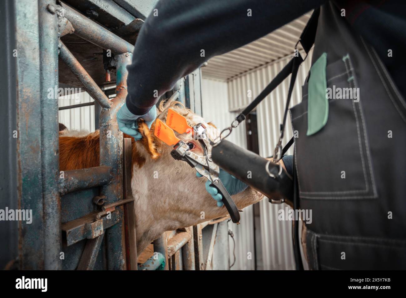 farmer attaches an ear tag to cattle, critical role of tags in ensuring ...