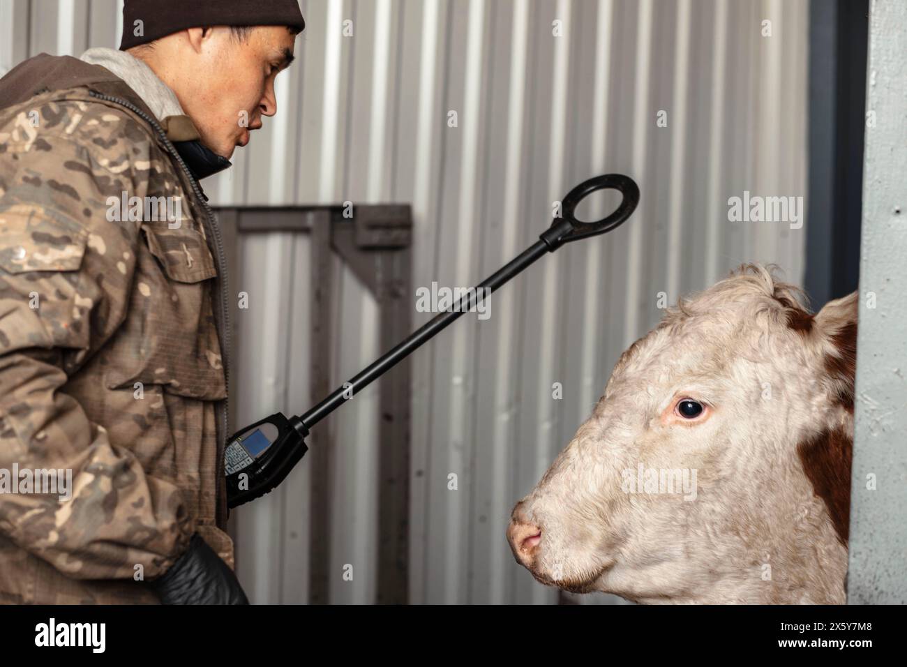 farmer using a digital scanner on a cow demonstrates how technology ...