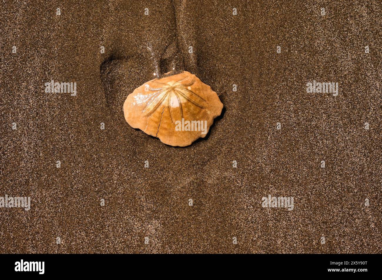 Sea Shell on the beach Stock Photo - Alamy