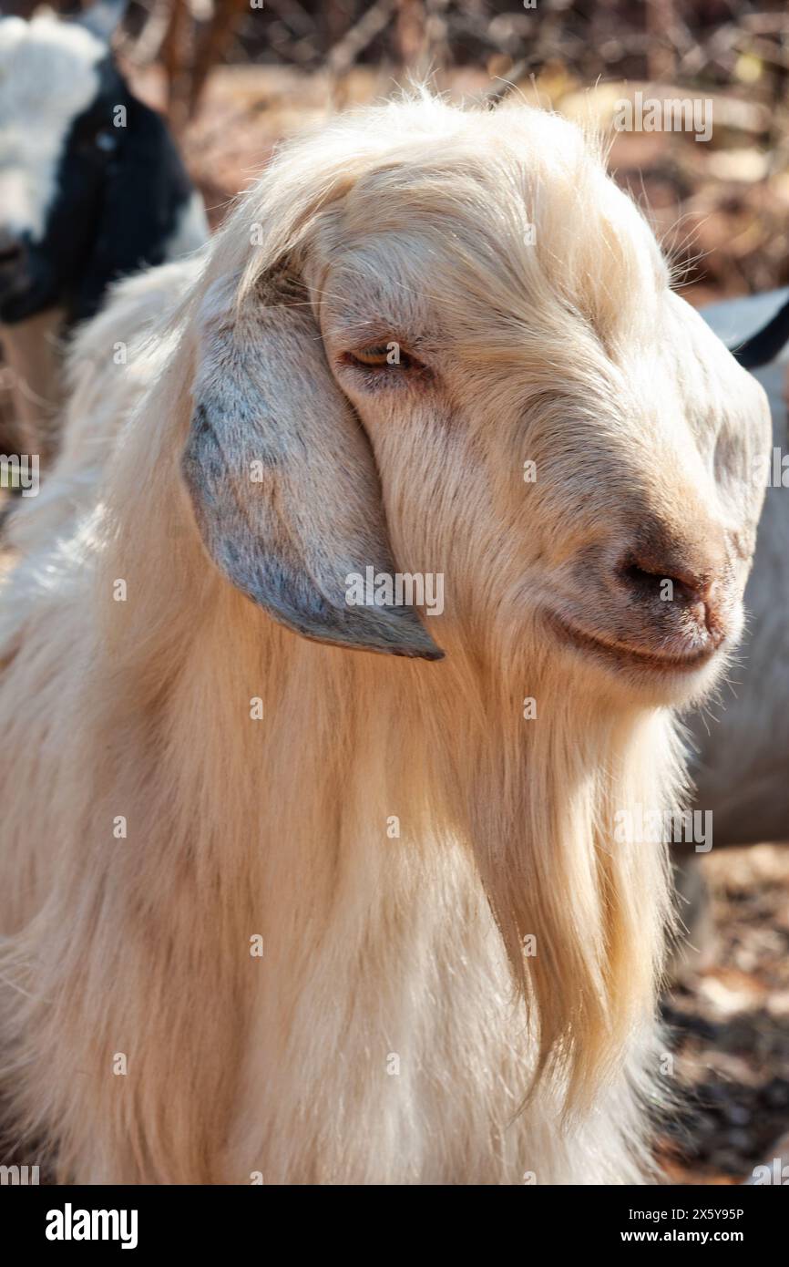African domestic animals hi-res stock photography and images - Alamy