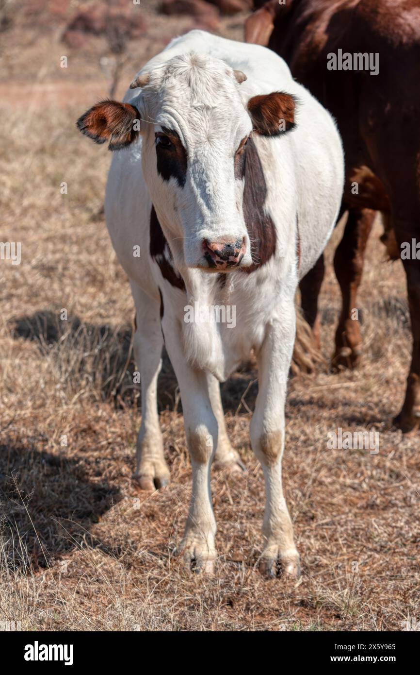African cattle america hi-res stock photography and images - Alamy