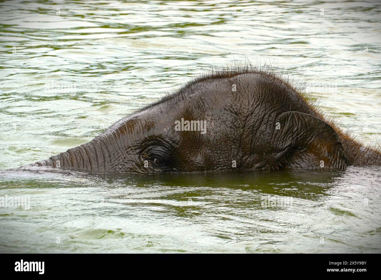 Asian family swimming pool hi-res stock photography and images - Alamy